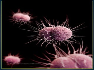 Gonococci | PPTX