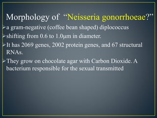 Gonococci | PPTX