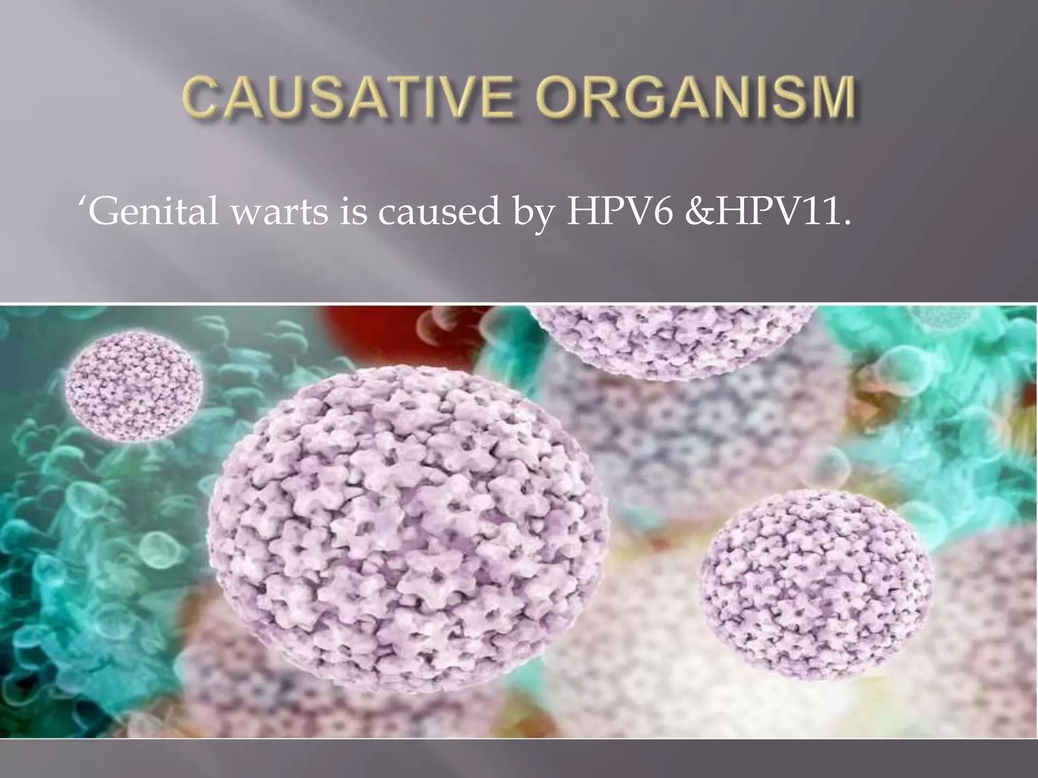 Gonorrhea and GENITAL WARTS | PPTX