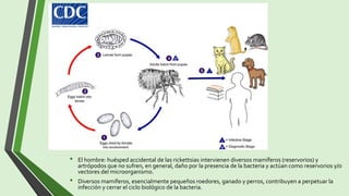 Rickettsia typhi | PPT