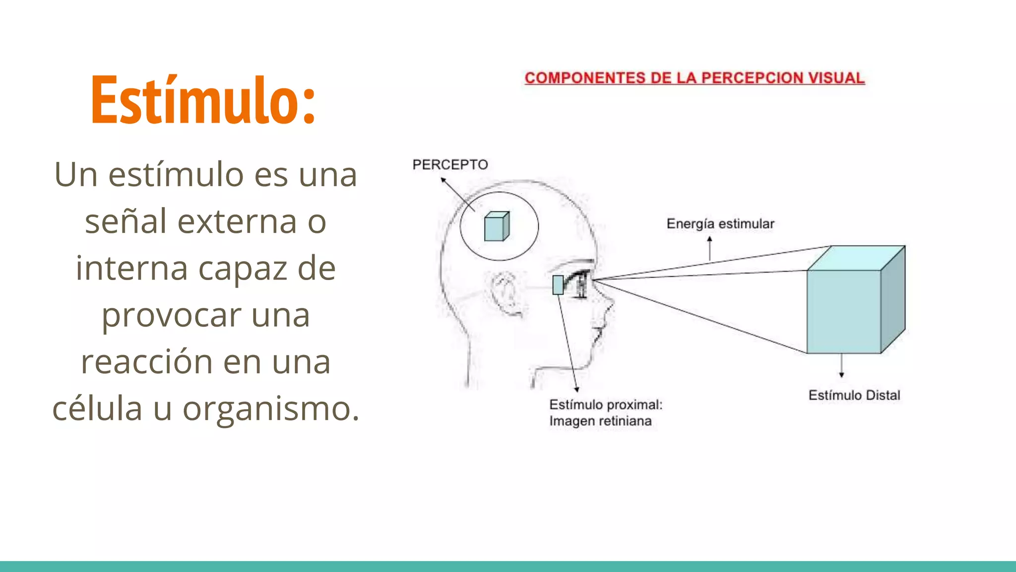 Percepcion Visual | PPT