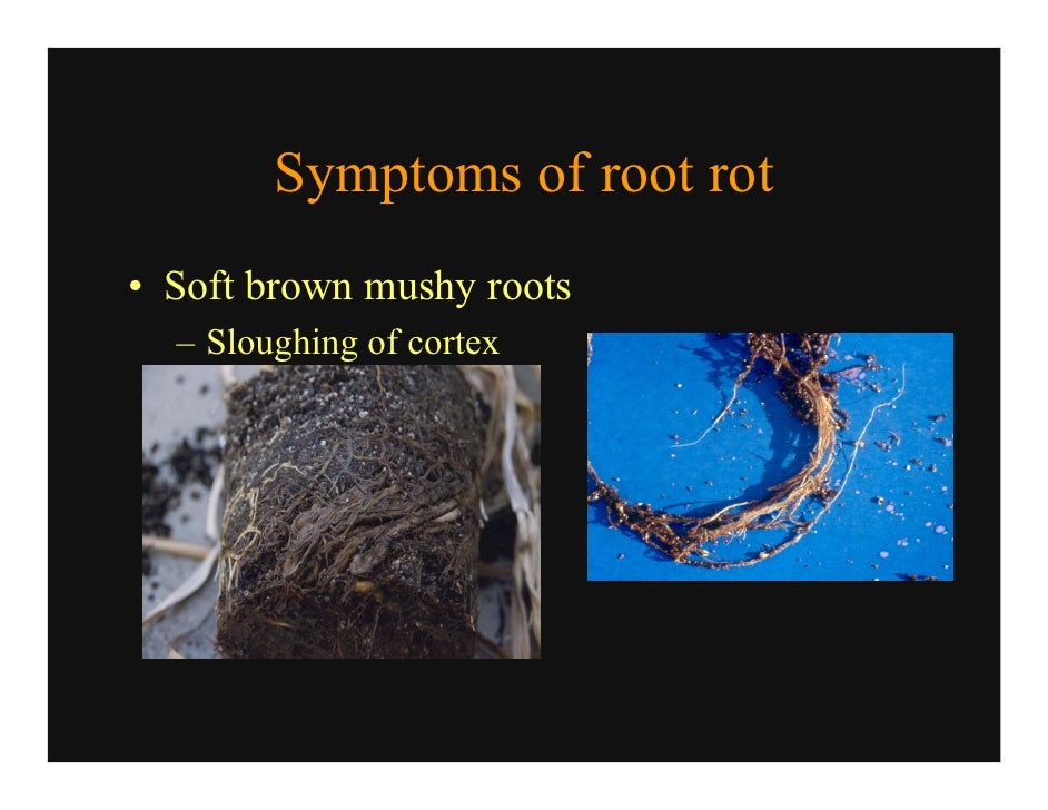 Good Class4 Ornamental Diseases