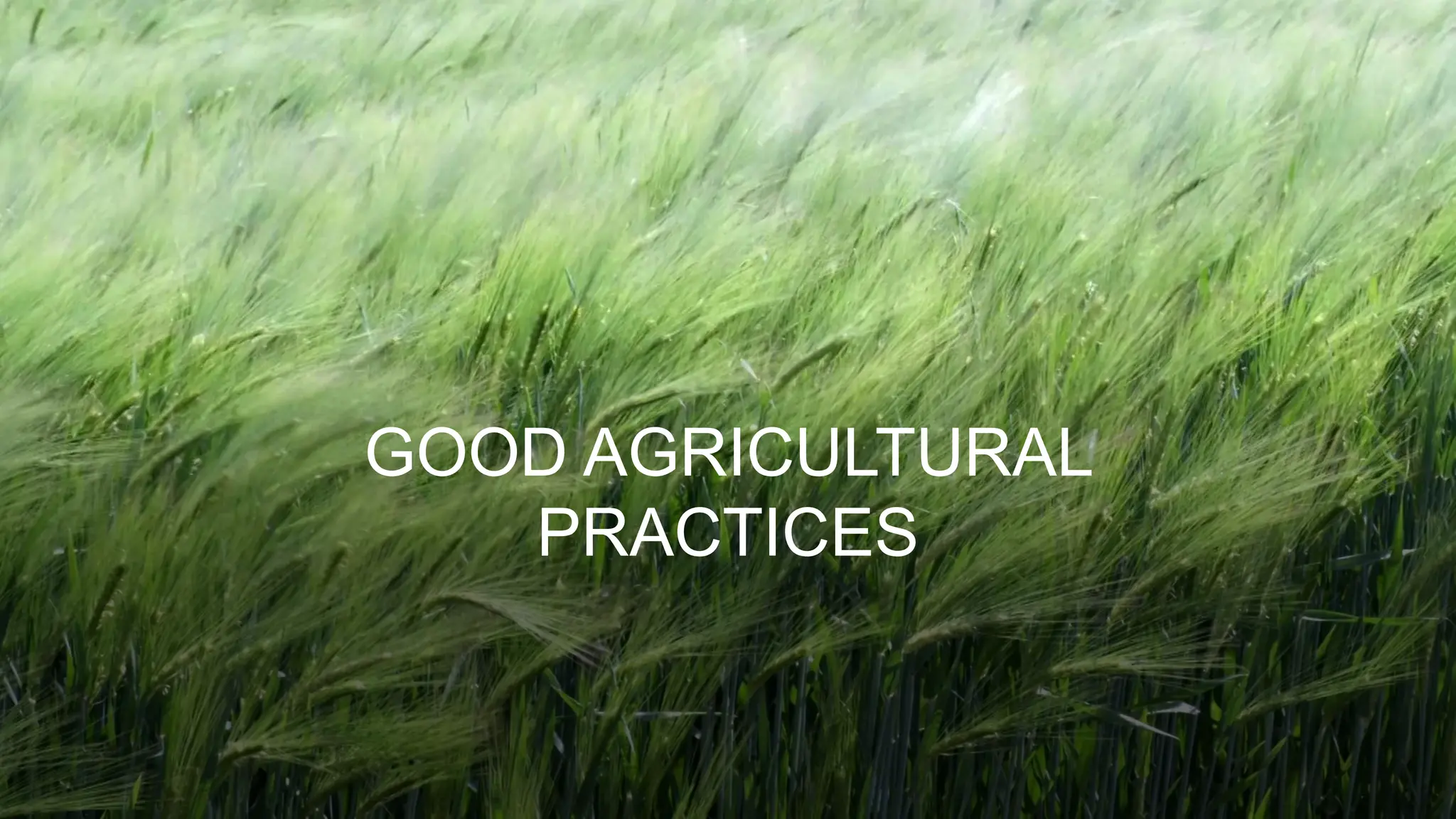 Good agricultural practices 3rd year bpharm. herbal drug technology .pptx
