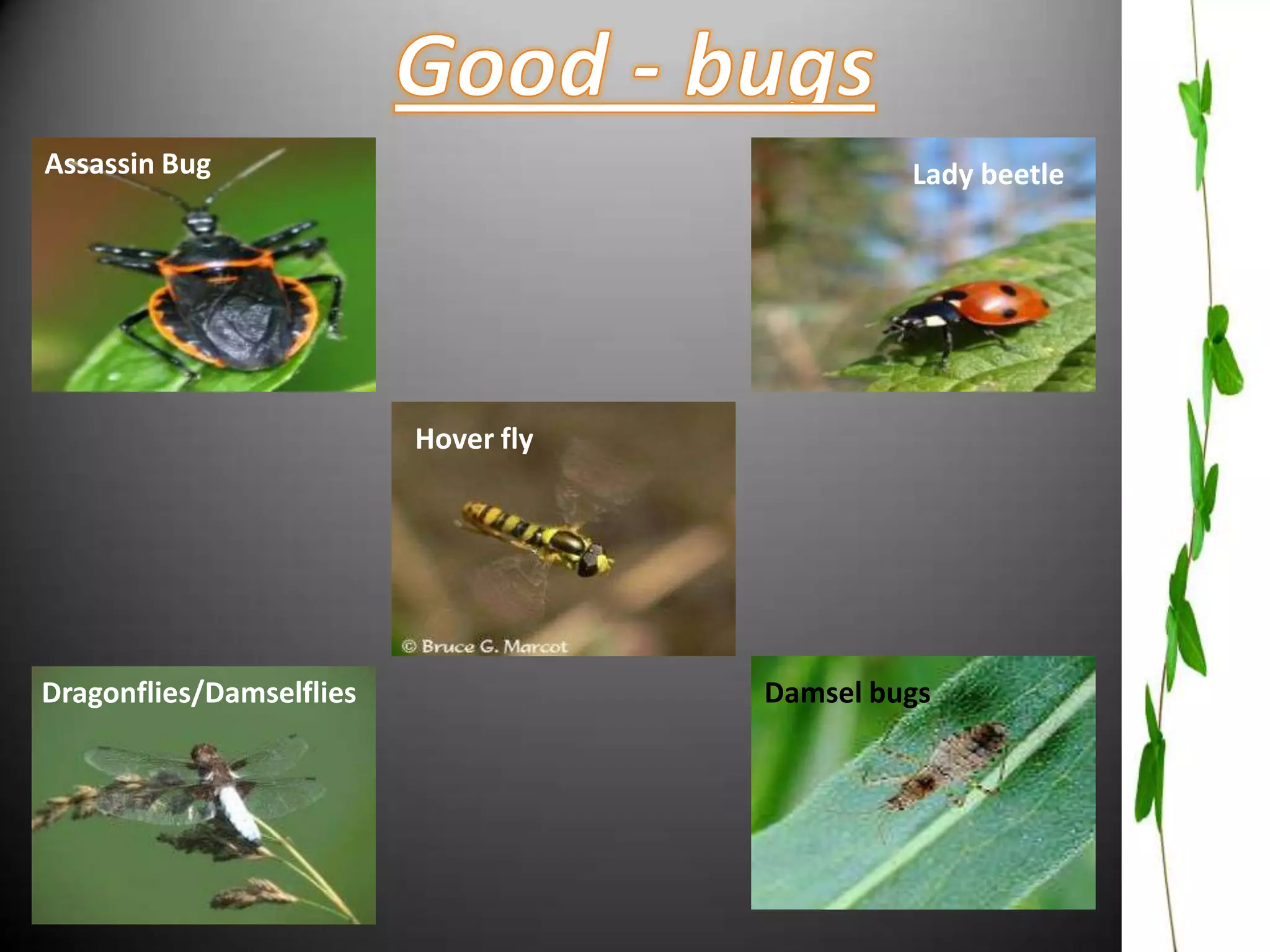 Good Bug Or Bad Bug | PPTX