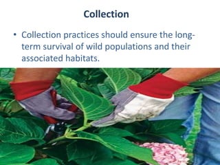 Good Collection Practices | PPTX