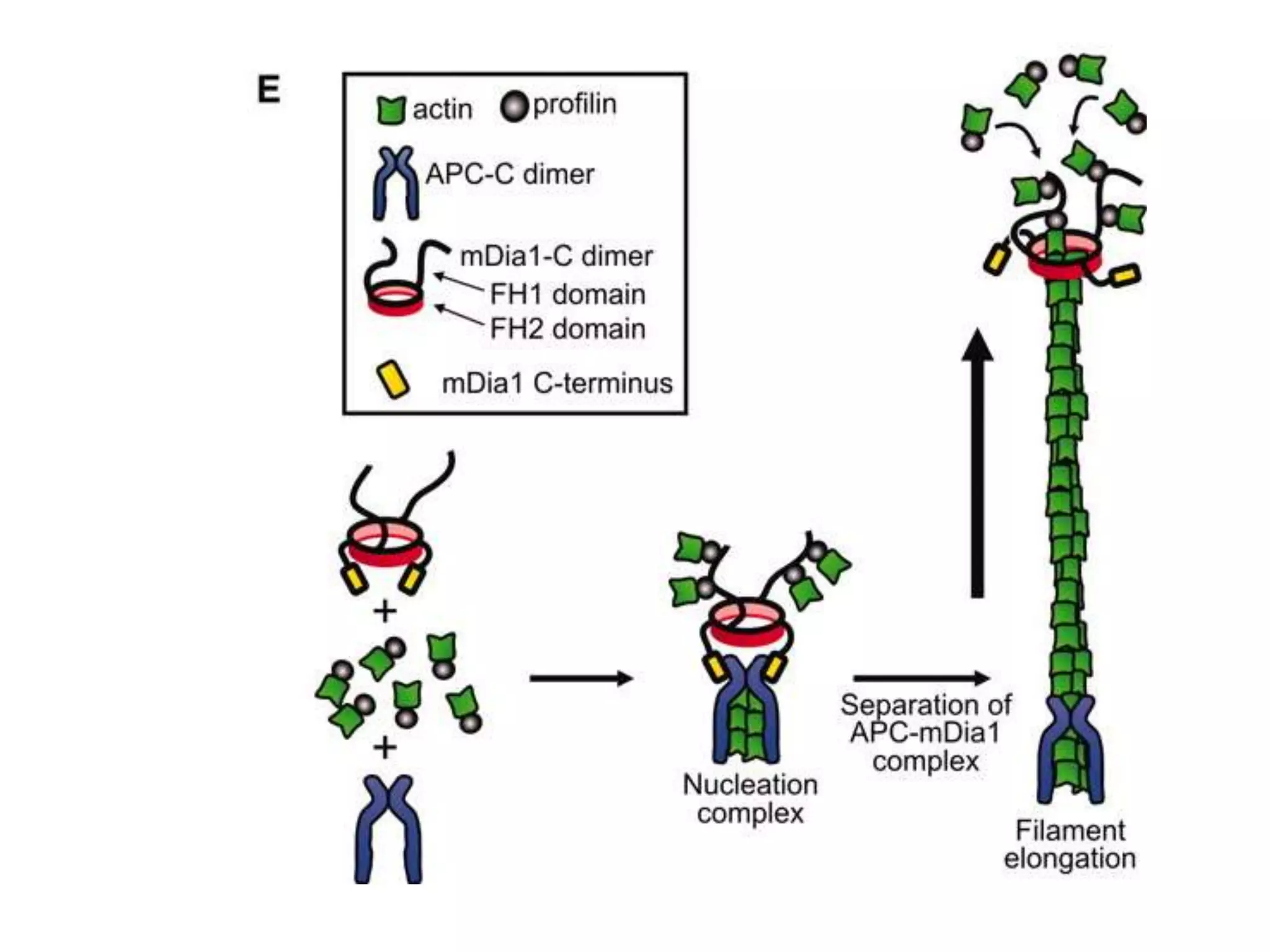 Rocket Launcher Mechanism of Collaborative Actin Assembly Defined by ...