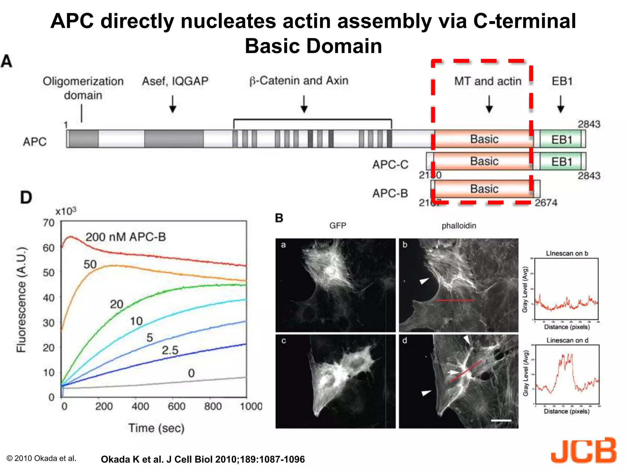 Rocket Launcher Mechanism of Collaborative Actin Assembly Defined by ...