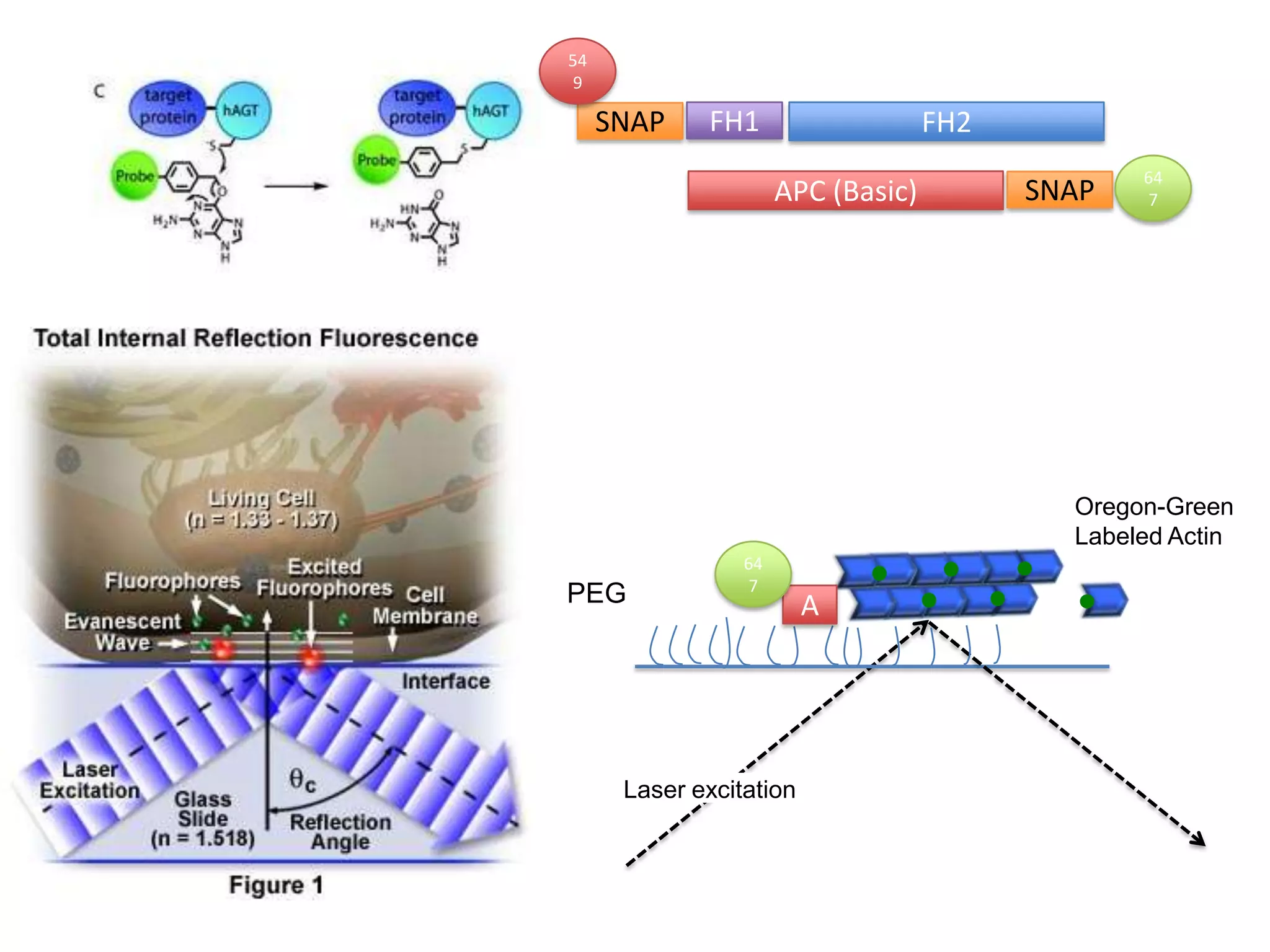 Rocket Launcher Mechanism of Collaborative Actin Assembly Defined by ...