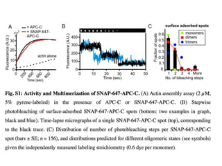Rocket Launcher Mechanism of Collaborative Actin Assembly Defined by ...