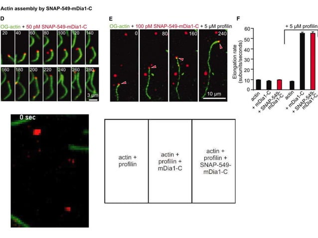 Rocket Launcher Mechanism of Collaborative Actin Assembly Defined by ...