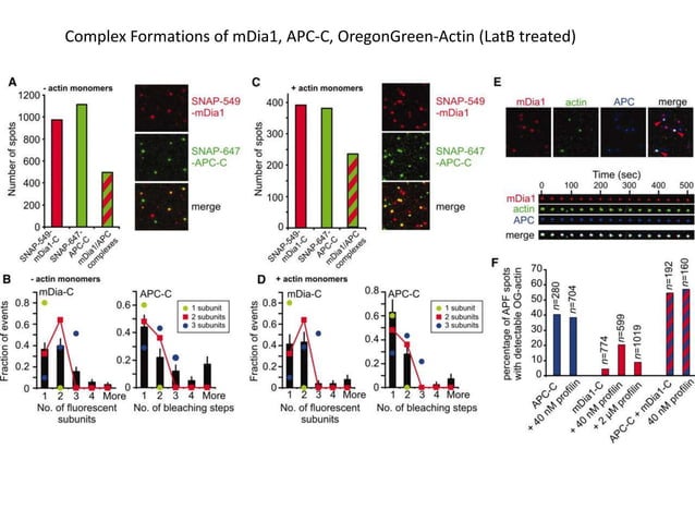 Rocket Launcher Mechanism of Collaborative Actin Assembly Defined by ...