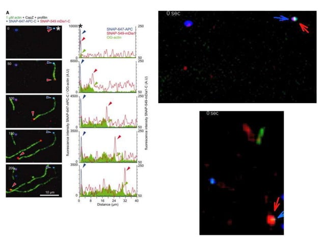 Rocket Launcher Mechanism of Collaborative Actin Assembly Defined by ...