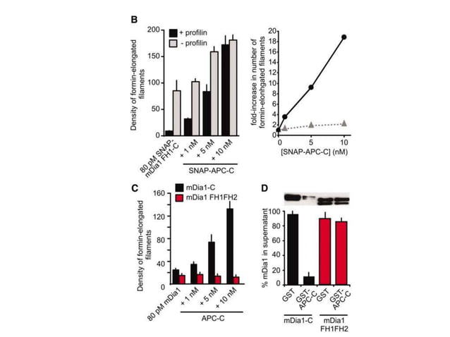 Rocket Launcher Mechanism of Collaborative Actin Assembly Defined by ...