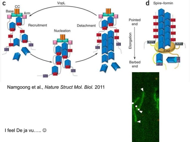 Rocket Launcher Mechanism of Collaborative Actin Assembly Defined by ...