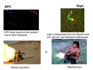 Rocket Launcher Mechanism of Collaborative Actin Assembly Defined by ...