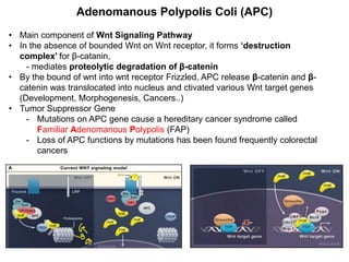 Rocket Launcher Mechanism of Collaborative Actin Assembly Defined by ...
