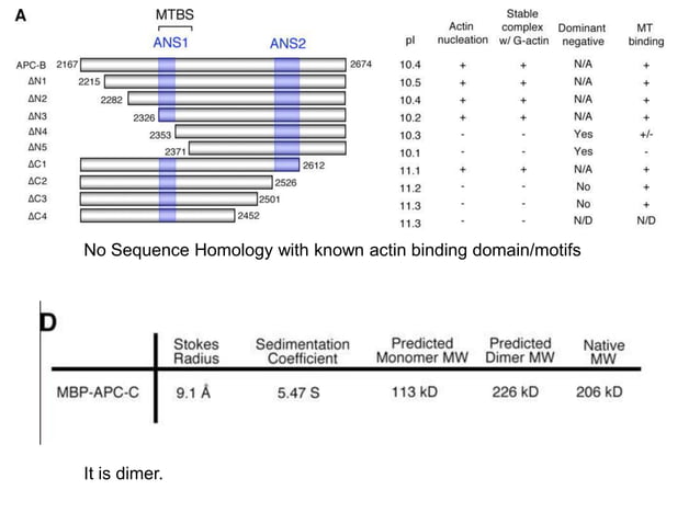 Rocket Launcher Mechanism of Collaborative Actin Assembly Defined by ...