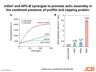 Rocket Launcher Mechanism of Collaborative Actin Assembly Defined by ...