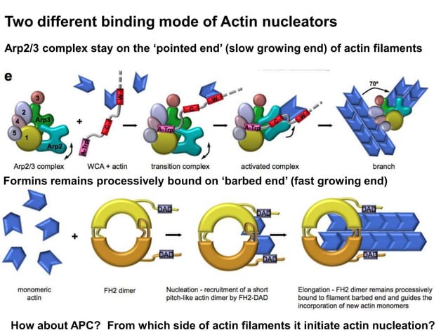 Rocket Launcher Mechanism of Collaborative Actin Assembly Defined by ...