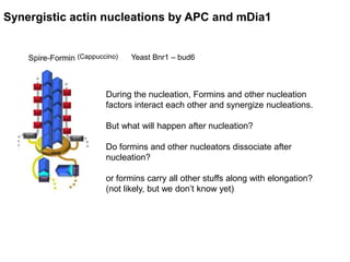 Rocket Launcher Mechanism of Collaborative Actin Assembly Defined by ...