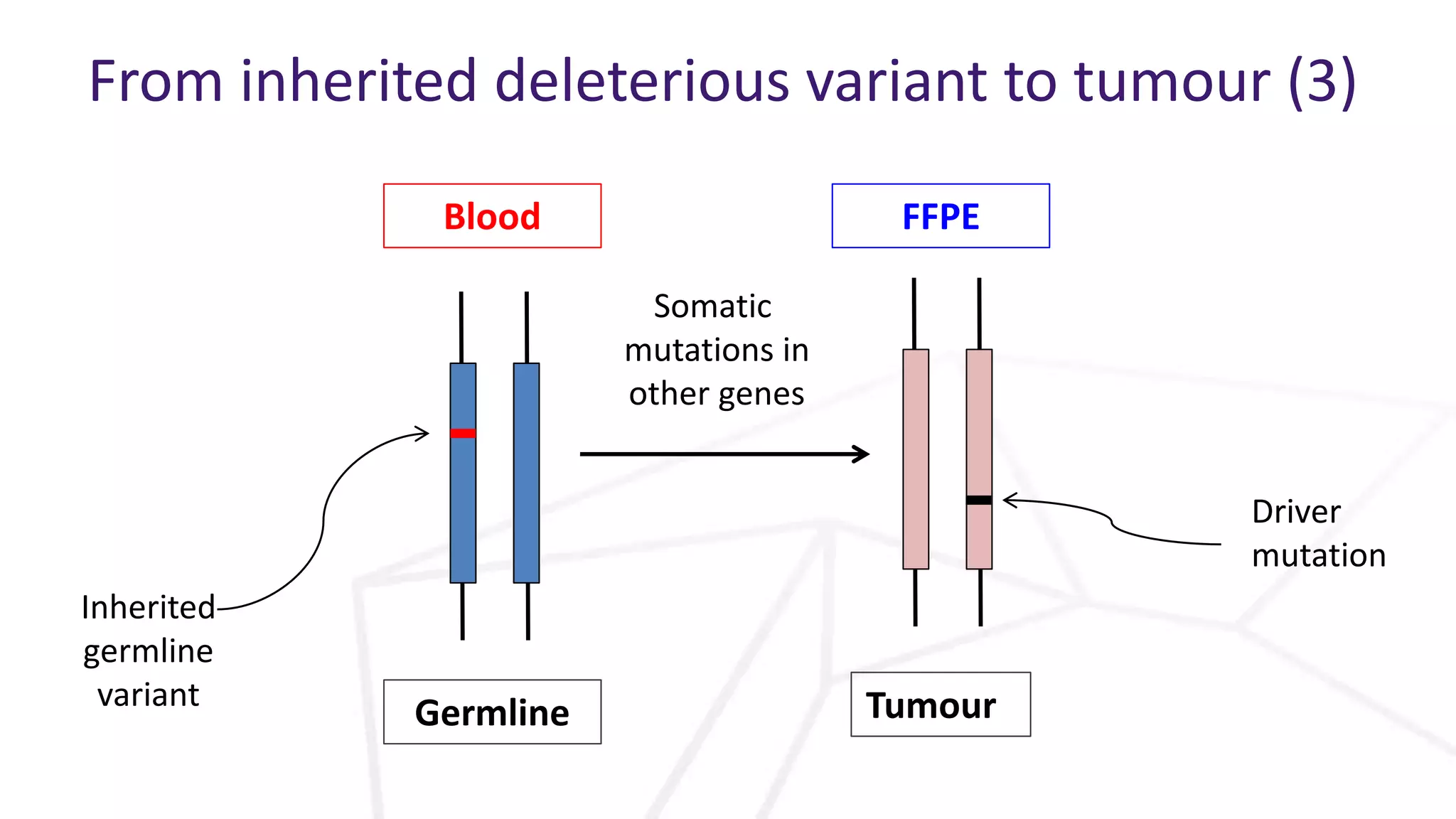 The connection between germline risk variants and somatic mutation patterns in sarcoma | PPT