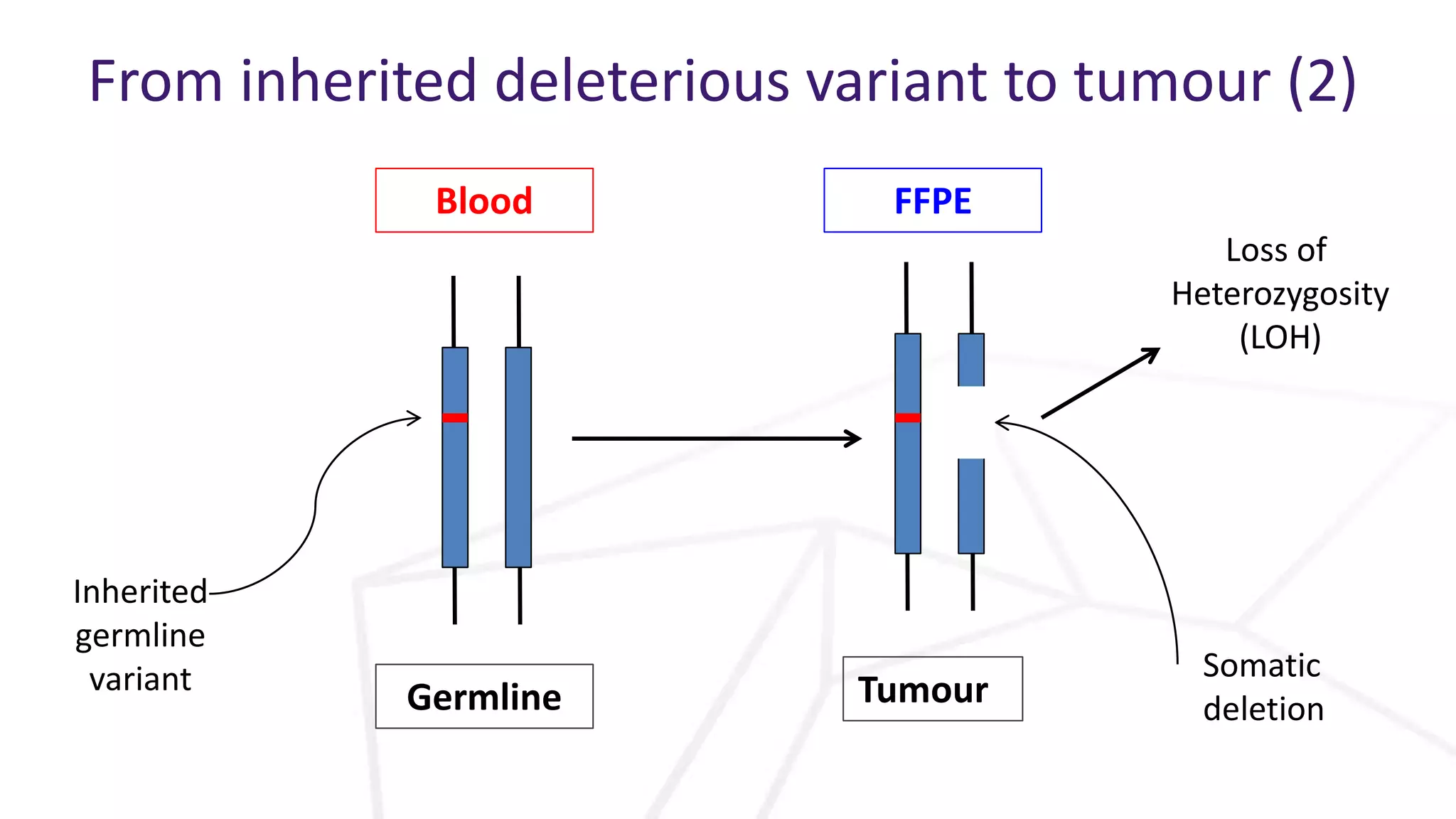 The connection between germline risk variants and somatic mutation patterns in sarcoma | PPT