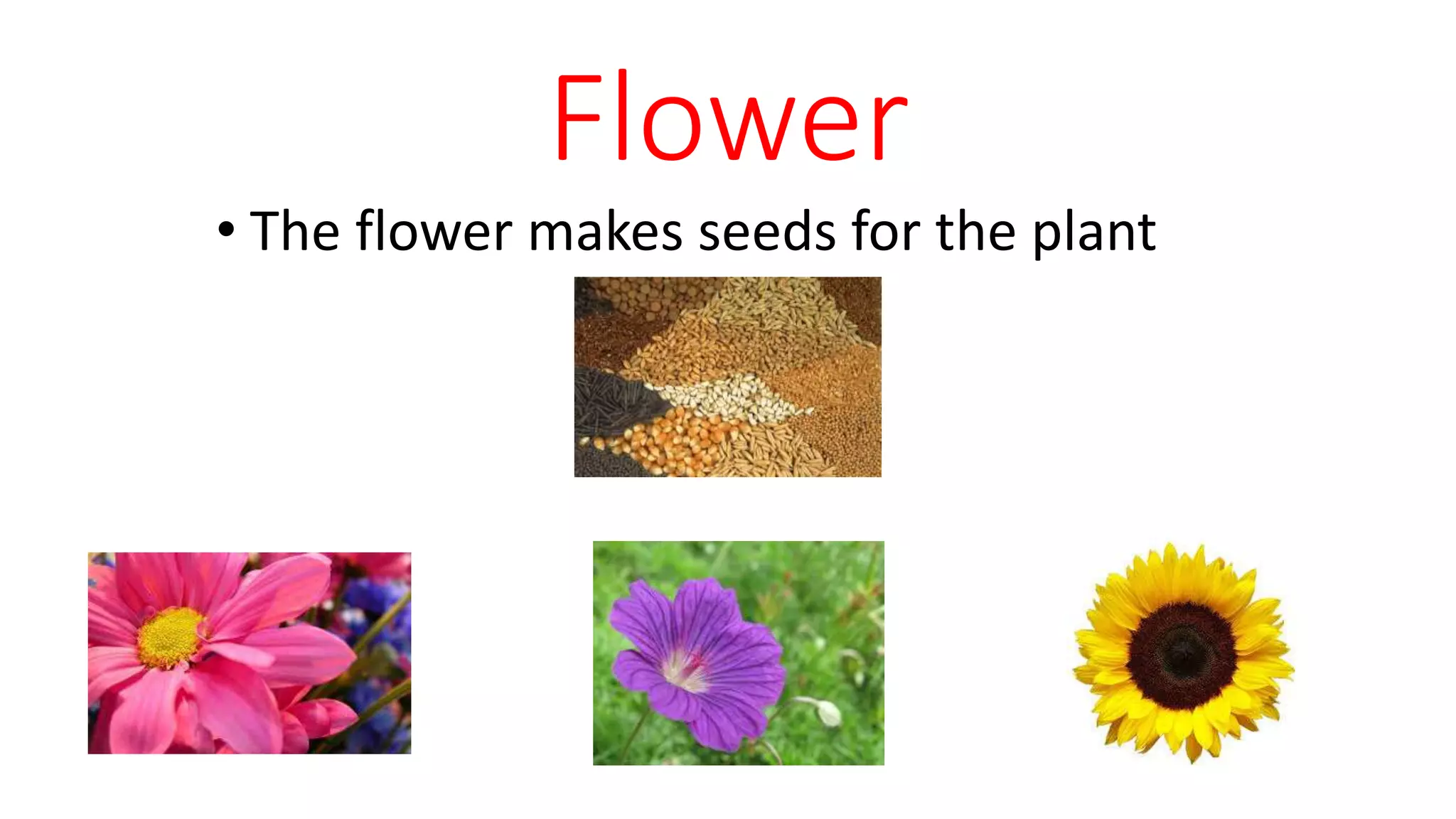 Good example plant parts | PPTX
