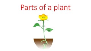 Good example plant parts | PPTX