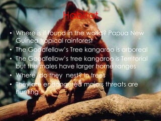 Goodfellows tree kangaroo[1] | PPT
