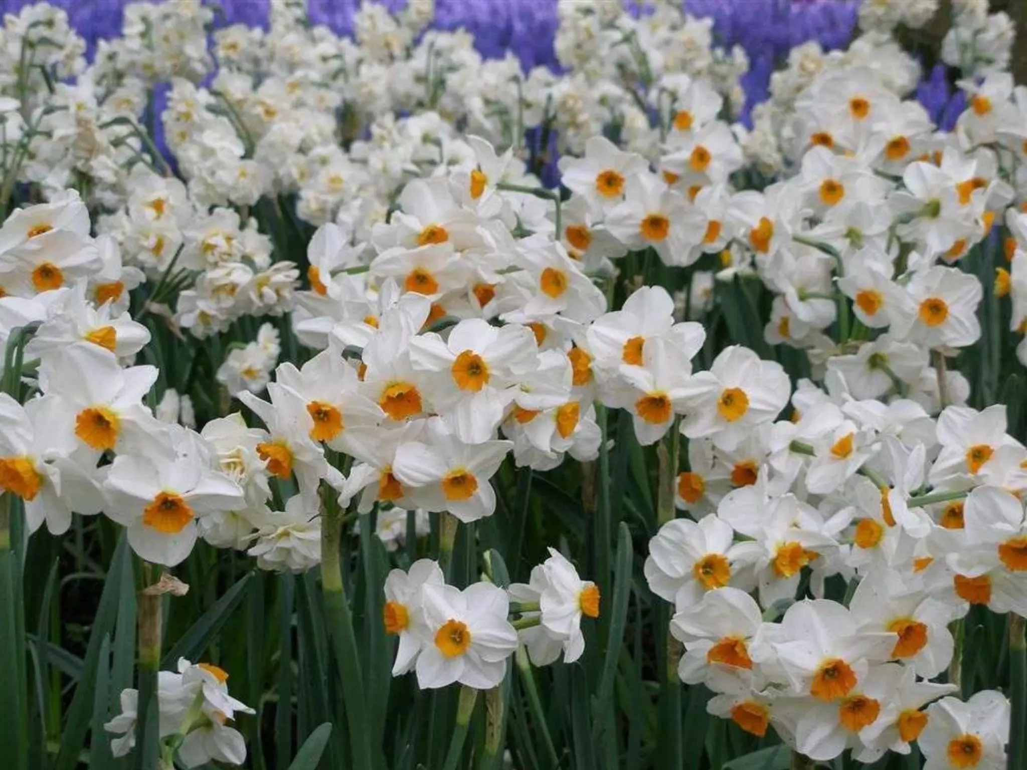 God Gifted Beautiful Nature | PPSX