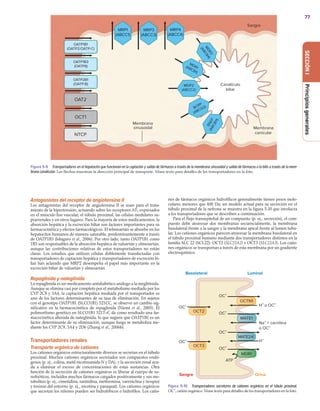 Goodman & Gilman. Las Bases Farmacologicas de la Terapeutica 13a ...