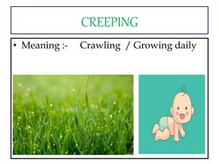 Good morning poem | PPTX