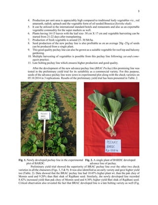 'Sufola Batishak' A Good Quality Pechay Variety Developed by BRAC ...