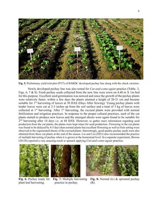 'Sufola Batishak' A Good Quality Pechay Variety Developed by BRAC ...