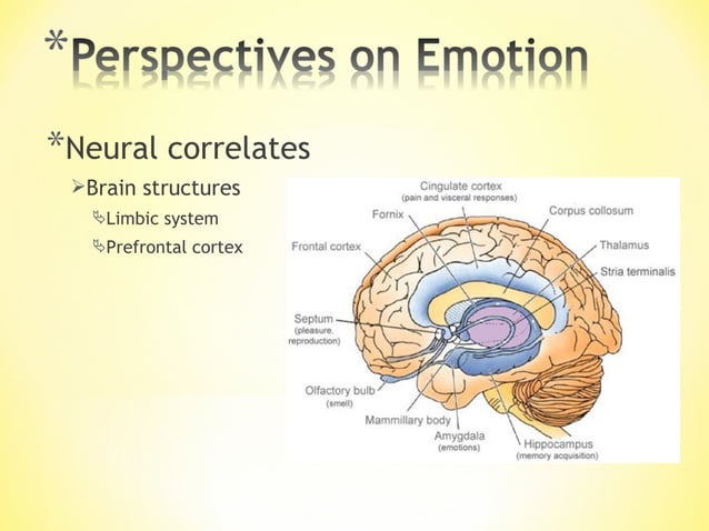 Good vibes: Emotion and Happiness | PPT | Brain and Nervous System ...