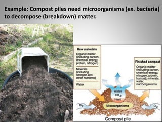 3.1 Bacteria - Good vs. Bad | PPTX