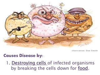 3.1 Bacteria - Good vs. Bad | PPTX