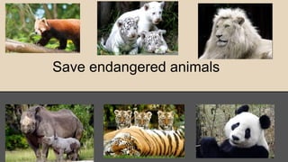 Save the animals | PDF