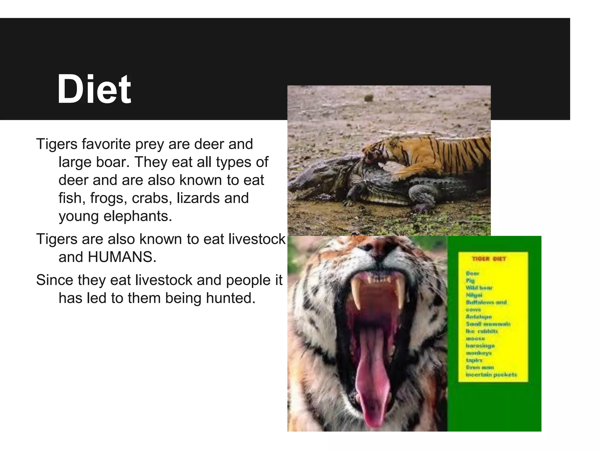 Google(tigers) | PPT