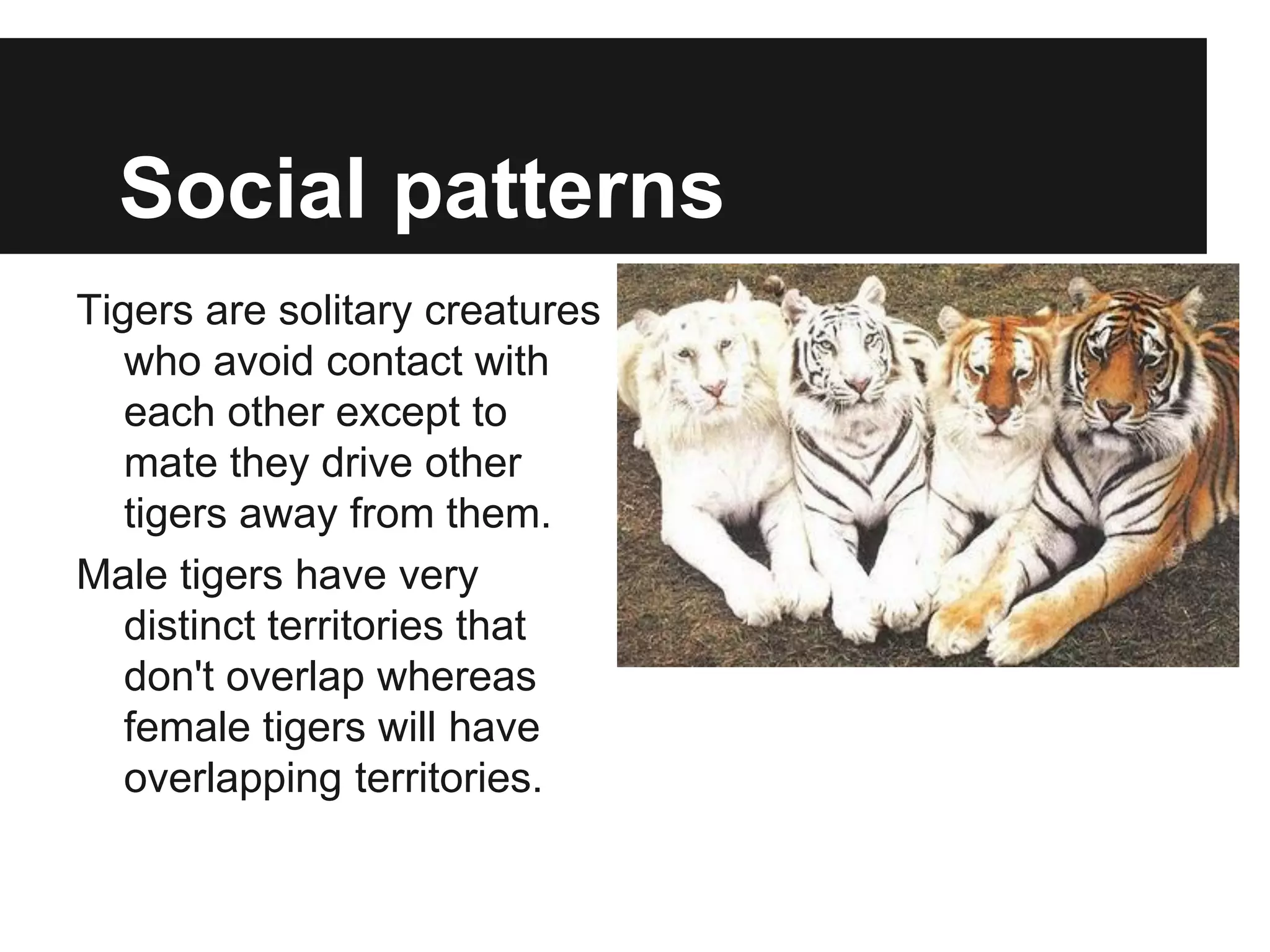 Google(tigers) | PPT