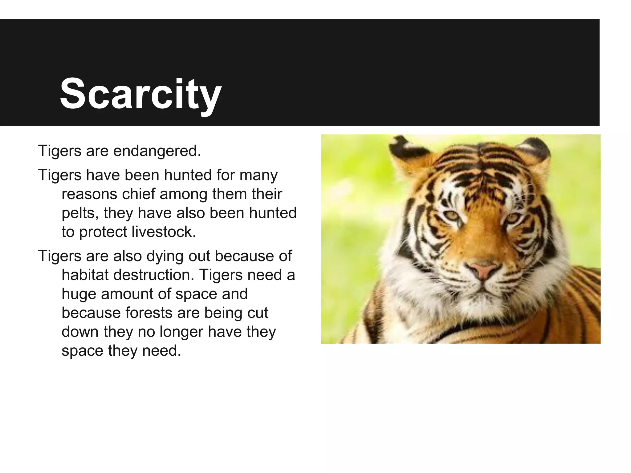 Google(tigers) | PPT