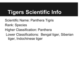 Google(tigers) | PPT
