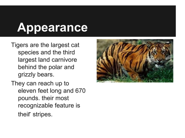 Google(tigers) | PPT