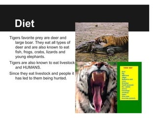 Google(tigers) | PPT