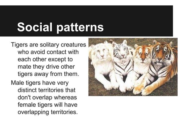 Google(tigers) | PPT