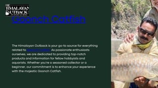 Goonch Catfish | PPT