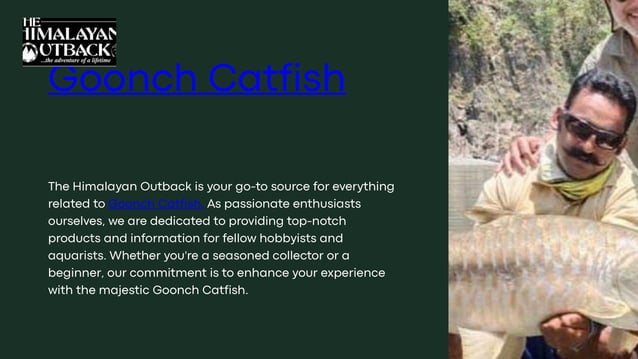 Goonch Catfish | PPT