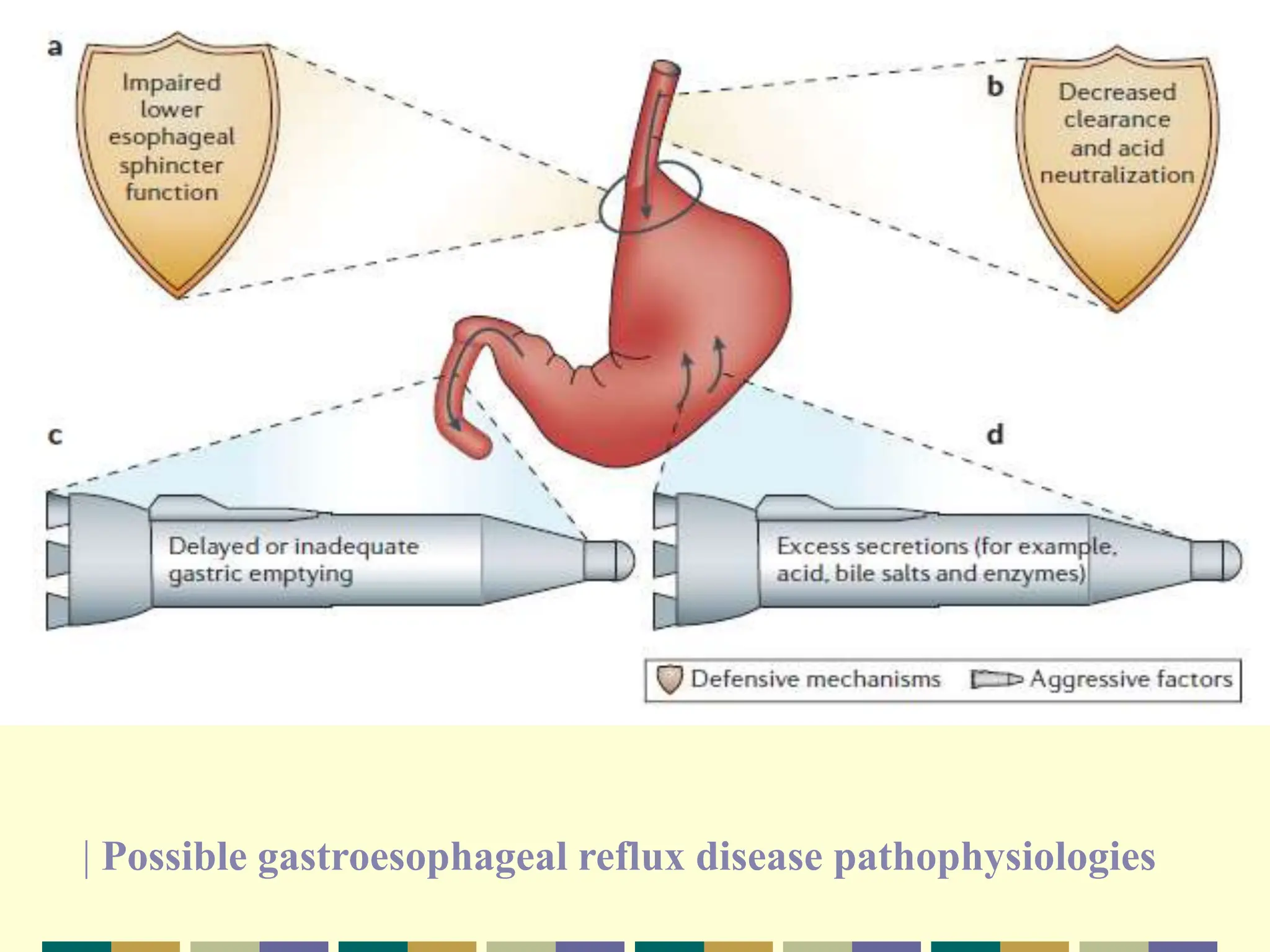 GORD DIET inpathophysiology dr Mokhtar.pptx