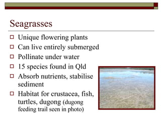 Seagrass Watch | PPT