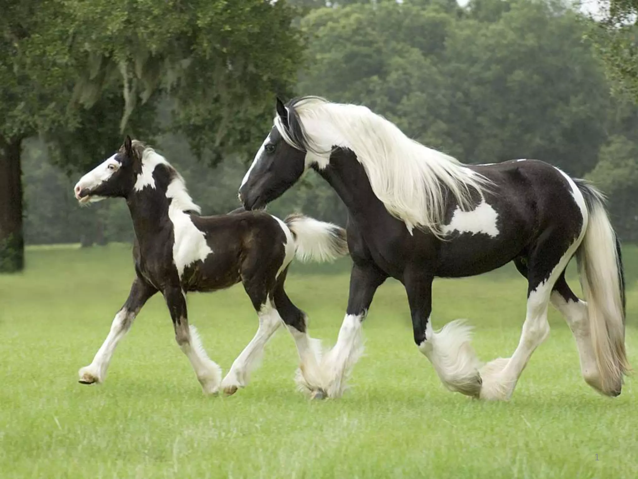 Gorgeous Gypsy Vanners | PPSX